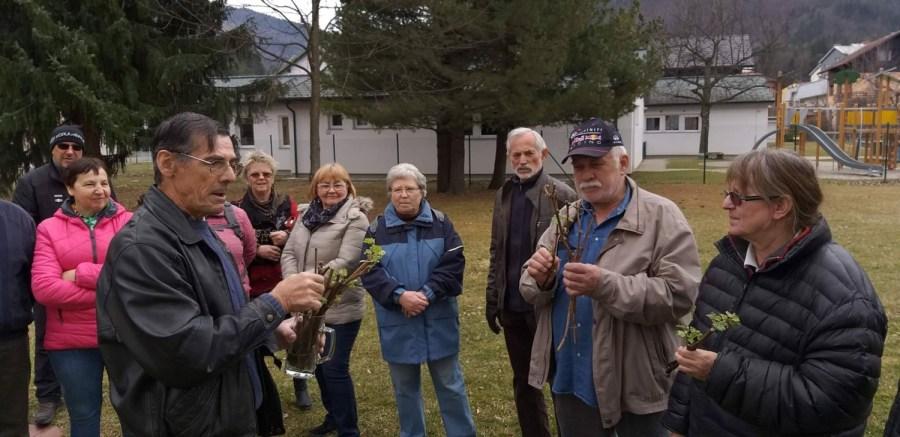 V Mežico na trgatev, pečen kostanj in jabolčni mošt - Koroške Novice